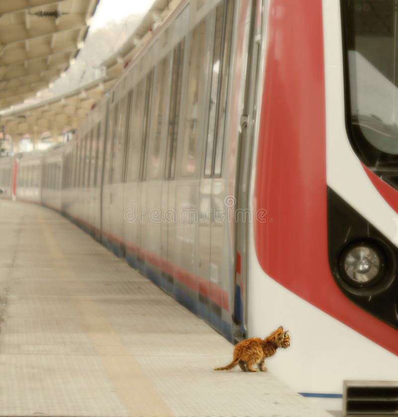 Extreme Cat on Railway Station Stock Photo - Image of tram, extreme ...