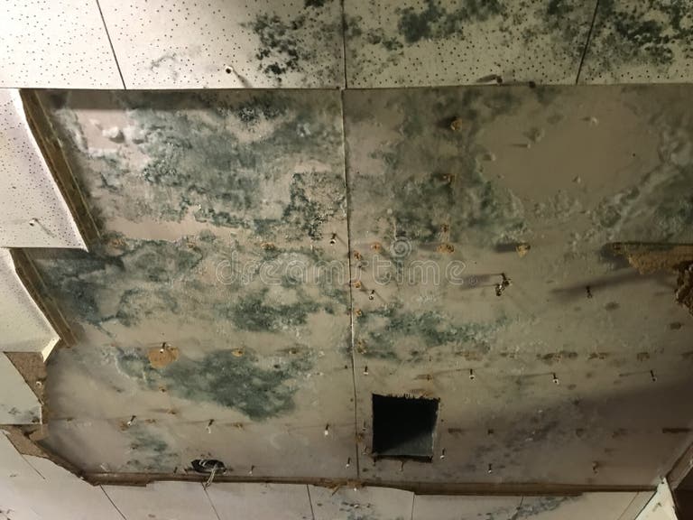 Extreme Ceiling Mold Growth after Rain during Hurricane Harvey Stock ...