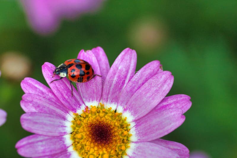 Macro Shot of a Red and Black Spotted Ladybug Resting on a Purple Daisy ...