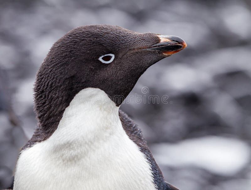 Adelie Penguin with Blue Eyes Looks Directly at Camera Stock Image ...