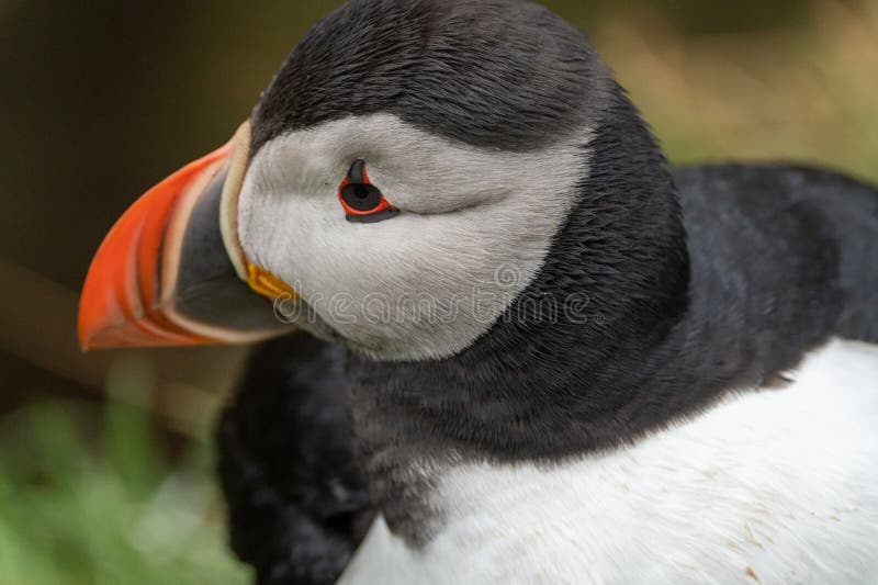 Extreme Close Up of an Altantic Puffin Head, Focus on the Eye of the ...