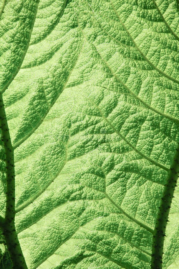 Extreme Close Up of Back of Giant Leaf Stock Image - Image of spikey ...