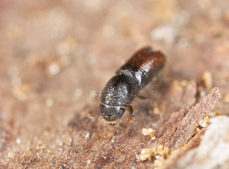 Extreme Close-up of a Bark Borer Stock Photo - Image of arthropod ...