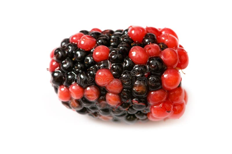 Extreme close up of berry stock photo. Image of mulberry - 6516446