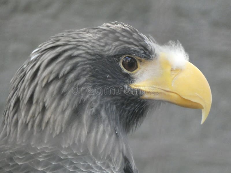 Extreme Close Up of an Eagle Stock Photo - Image of bittern, close ...