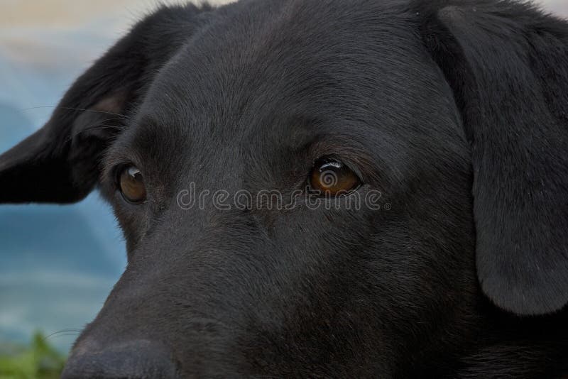 Extreme Close Up of a Black Dog`s Head Labrador from the Side Stock ...