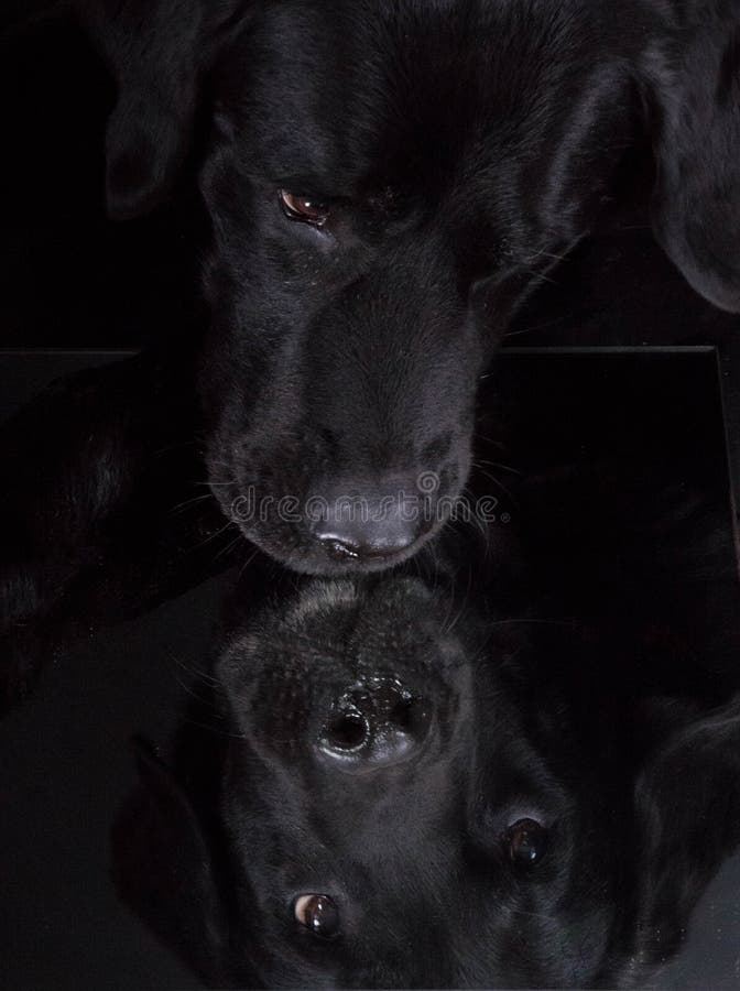 An Extreme Close Up of a Black Labrador Who is Looking Down into a ...