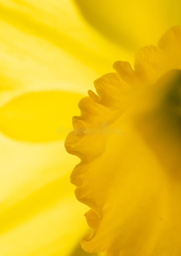 Extreme Close Up of Bright Yellow Daffodil in Spring Stock Image ...