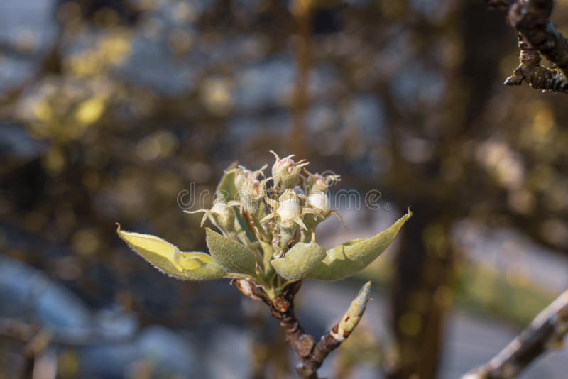Extreme Close-up of the Buds of an Apple Tree Stock Photo - Image of ...
