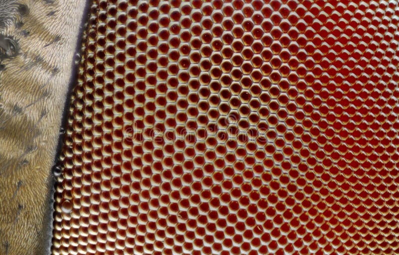 Macro fly eye stock photo. Image of detailed, macro, ommatidia - 29981764