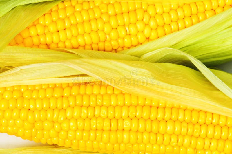 Extreme Close Up of Corn Cobs Stock Image - Image of cooking ...
