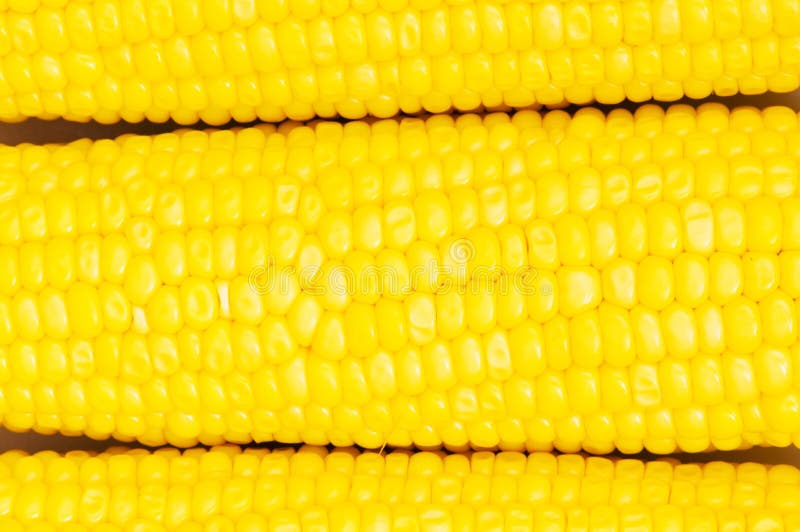Extreme Close Up of Corn Cobs Stock Photo - Image of cooking, leaf ...