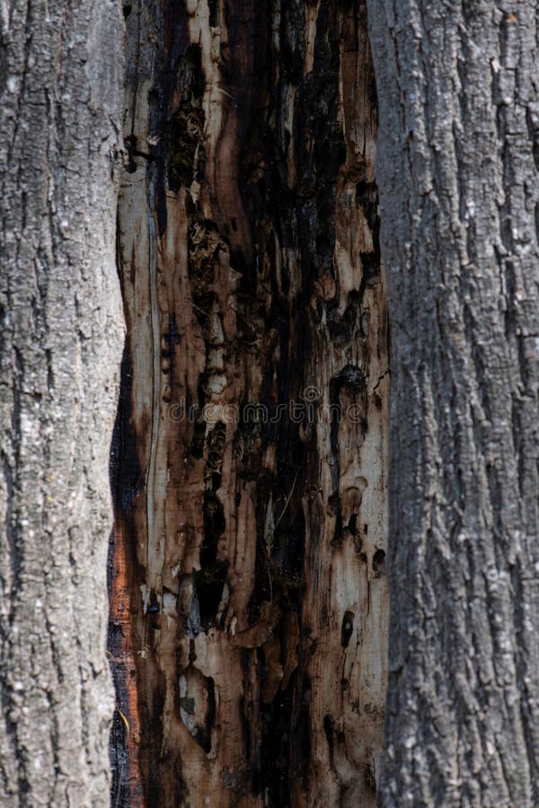 Cracked tree stem abstract stock photo. Image of bark - 275519588