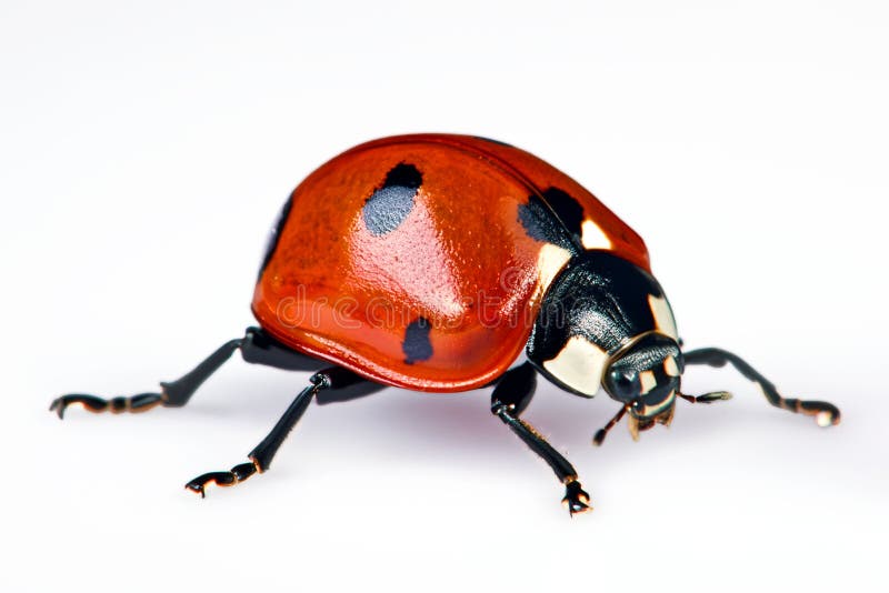 Macro Shot of a Lady Bug on a White Background. Full Body Isolated Shot ...