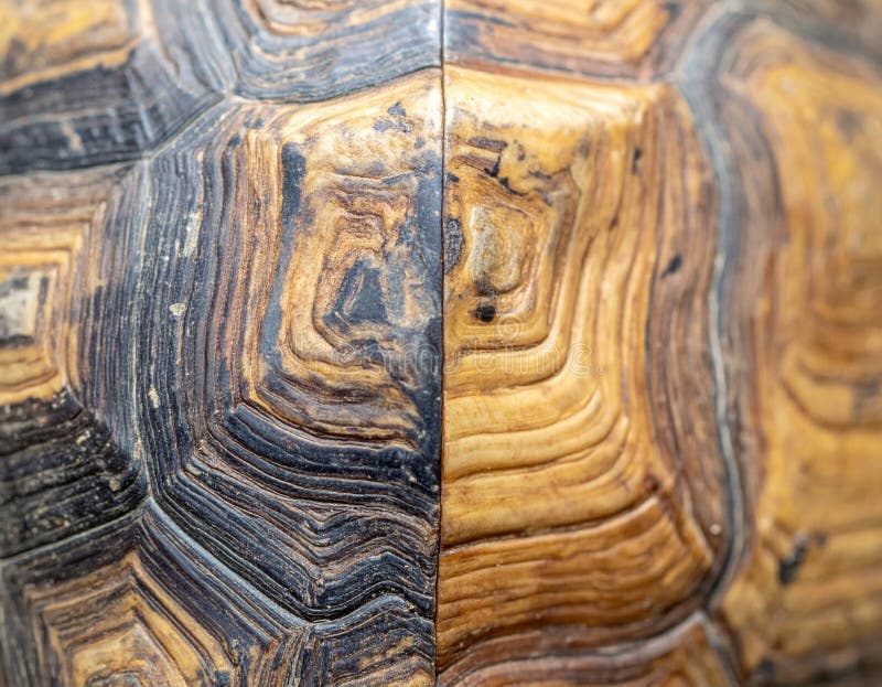 Extreme Close Up of Detailed Texture of Tortoise Shell Pattern in ...