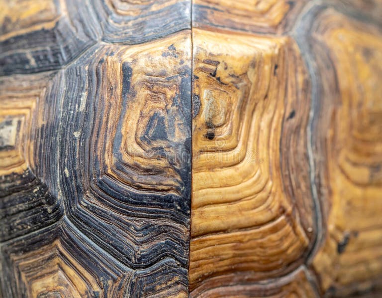 Extreme Close Up of Detailed Texture of Tortoise Shell Pattern in ...