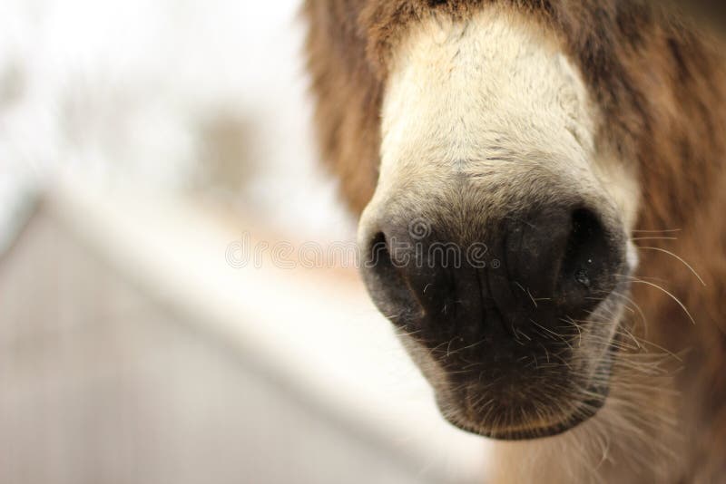 Extreme Close Up of Donkey`s Nose Stock Image - Image of barnyard ...