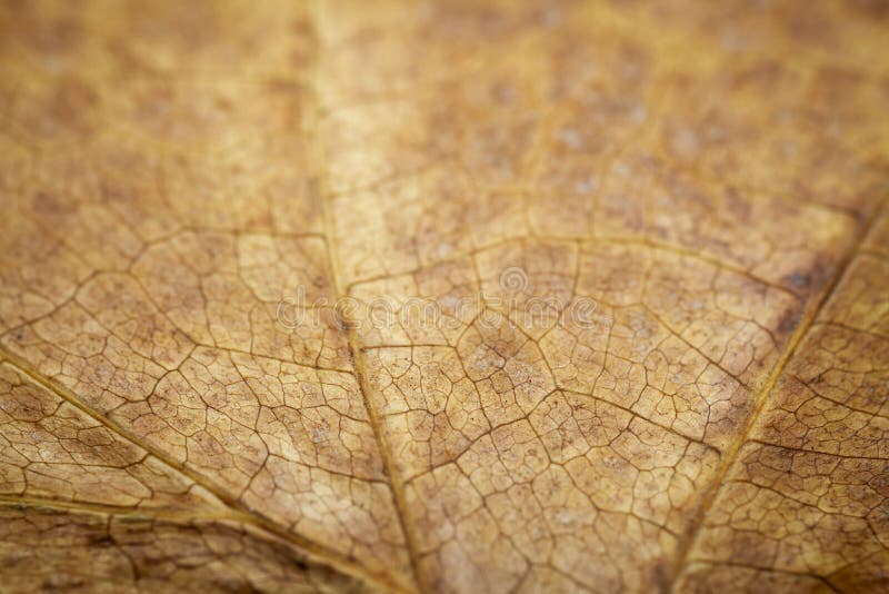 Extreme Close-up of a Dried Leaf Stock Image - Image of botany, bright ...