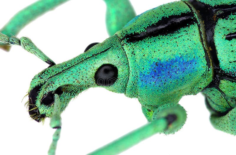 Blue Weevil Eupholus Schoenherri Stock Photo - Image of asia, opal ...