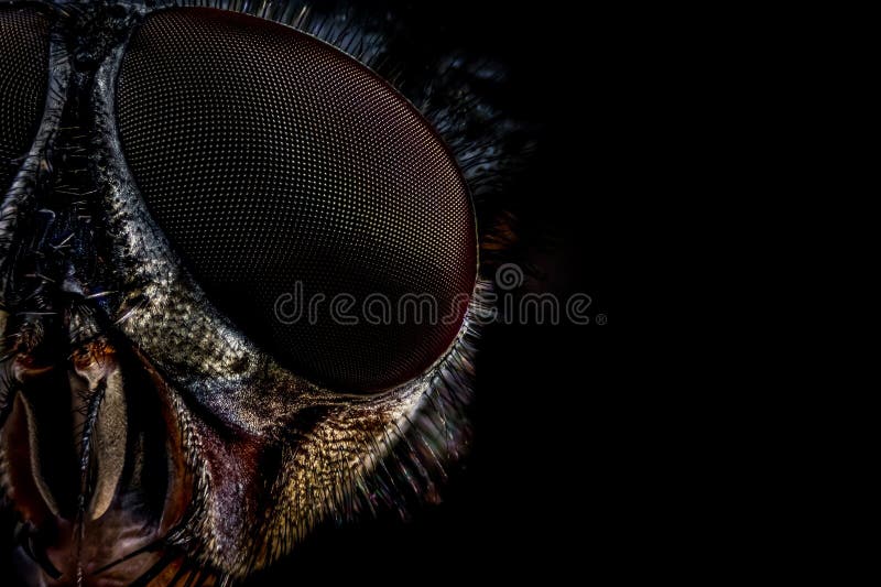 Extreme Close Up of Eye on a Fly Stock Photo - Image of screenshot ...