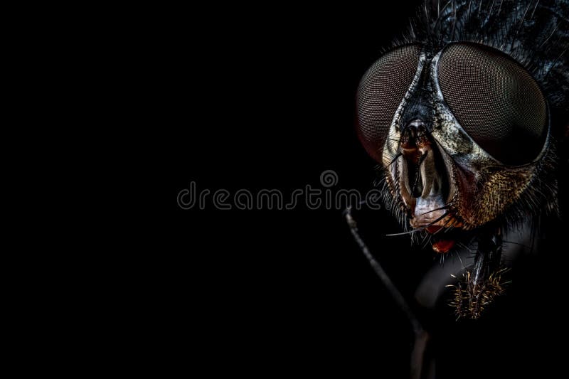 Extreme Close Up of Eye on a Fly Stock Image - Image of diptera ...