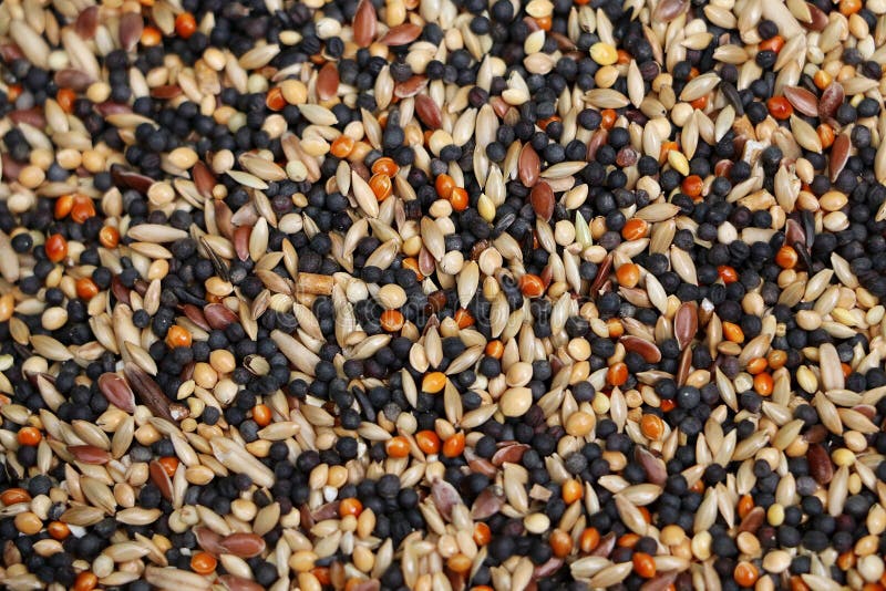 Close up of bird feed stock photo. Image of closeup - 149064438