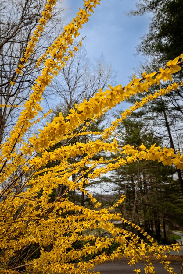 Extreme Close Up of a Few Yellow Forsythia Bush Branches in Springtime ...