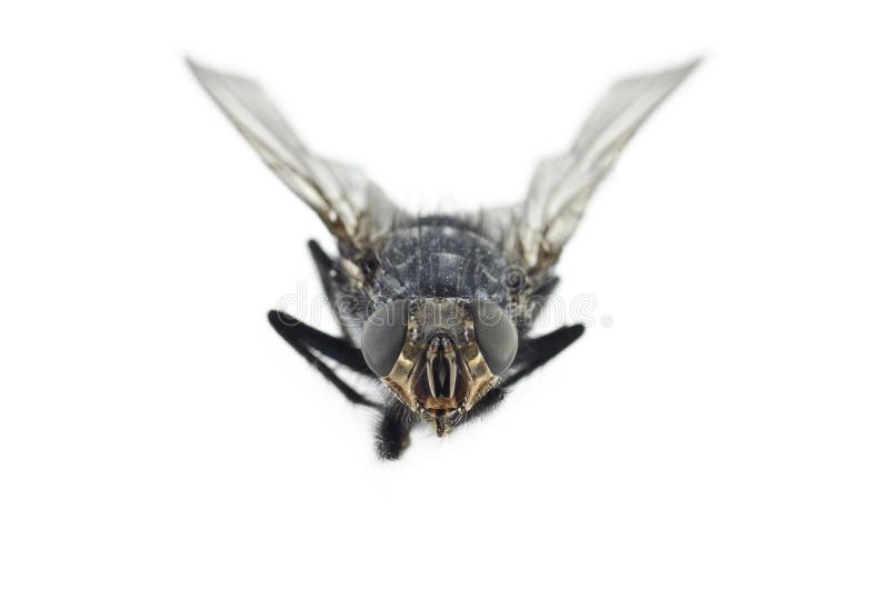 Extreme Close Up of Fly Insect Stock Photo - Image of face, insect ...