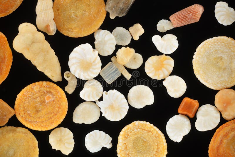 Foraminifera stock photo. Image of fragile, foraminifera - 25952092
