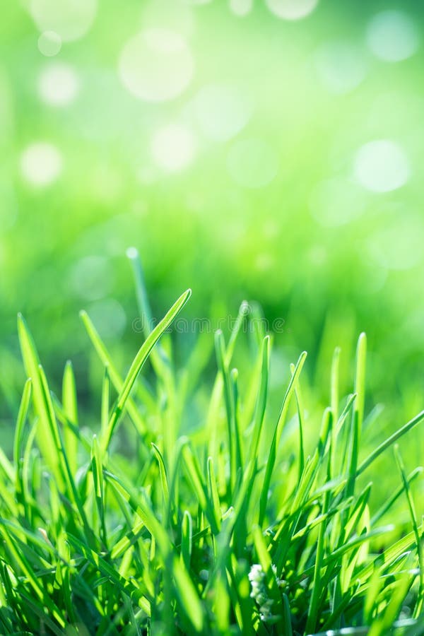 Extreme Close-up of Fresh Green Grass in Spring Stock Image - Image of ...