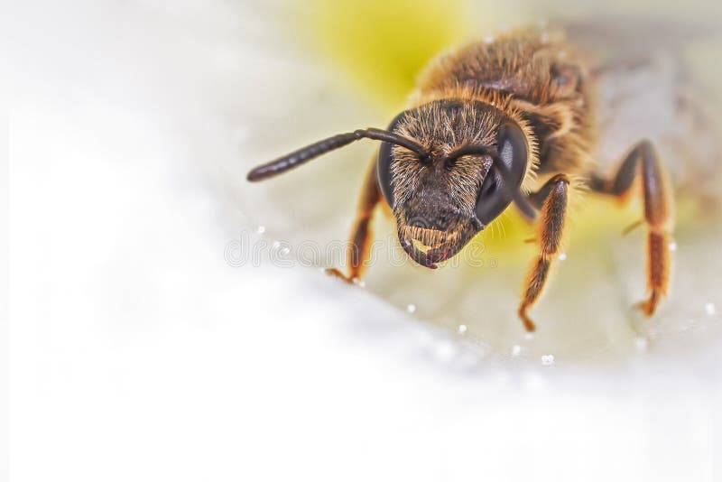 Extreme Close Up of a Honey Bee Stock Image - Image of antenna ...