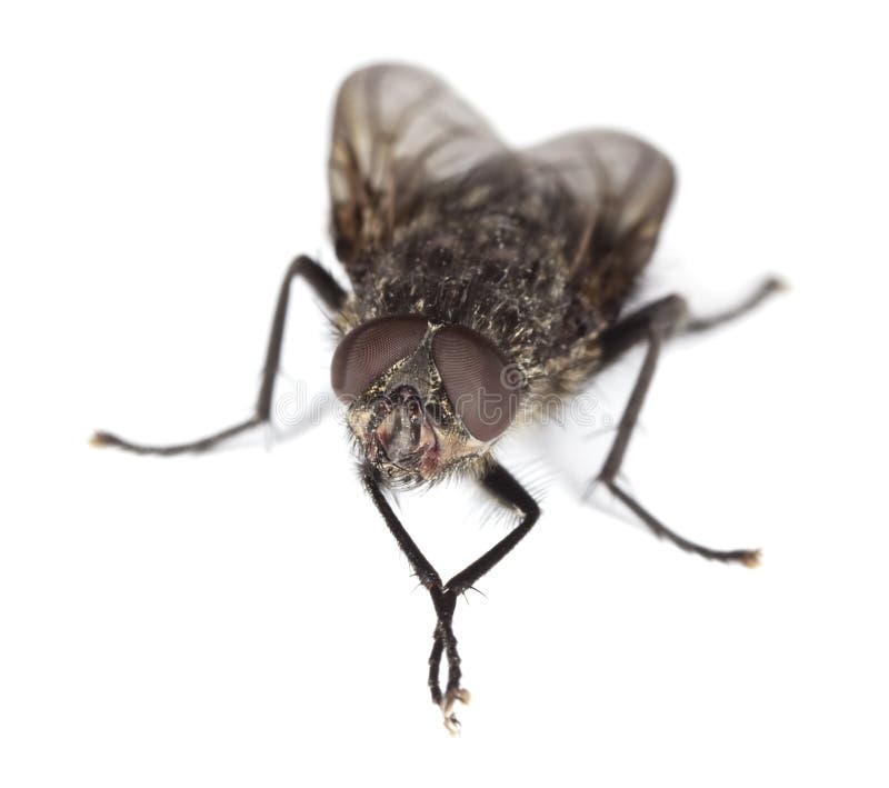 Fleyes stock image. Image of alien, zoology, nuisance, wings - 879215