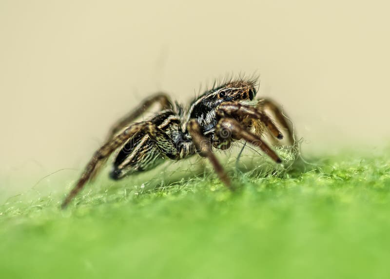 Close Up of a Jumping Spider Side View Stock Image - Image of ...