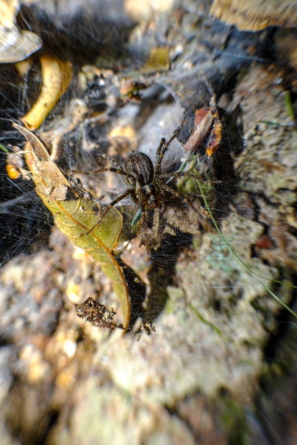 868 Wolf Spider Web Stock Photos - Free & Royalty-Free Stock Photos ...