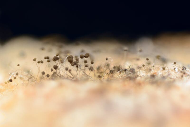 Extreme Close-up of Mold on the Piece of Bread Stock Image - Image of ...