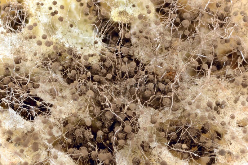 Extreme Close-up of Mold on the Piece of Bread Stock Image - Image of ...