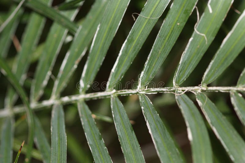 An Extreme Close Up of Palm Frond. Stock Image - Image of texture ...