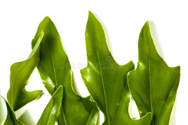 Extreme Close Up Patterns and Textures of Leaf Edge Stock Photo - Image ...