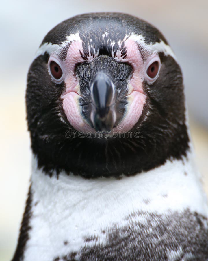 102 Penguin Looking Down Stock Photos - Free & Royalty-Free Stock ...