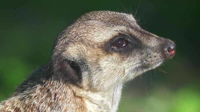 Close Up of Meerkat Face in Profile with Glossy Eye and Fur Detail in ...