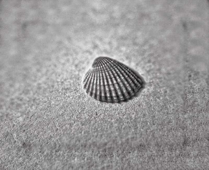 Extreme Close-up on a Seashell Stock Photo - Image of copy, beach ...