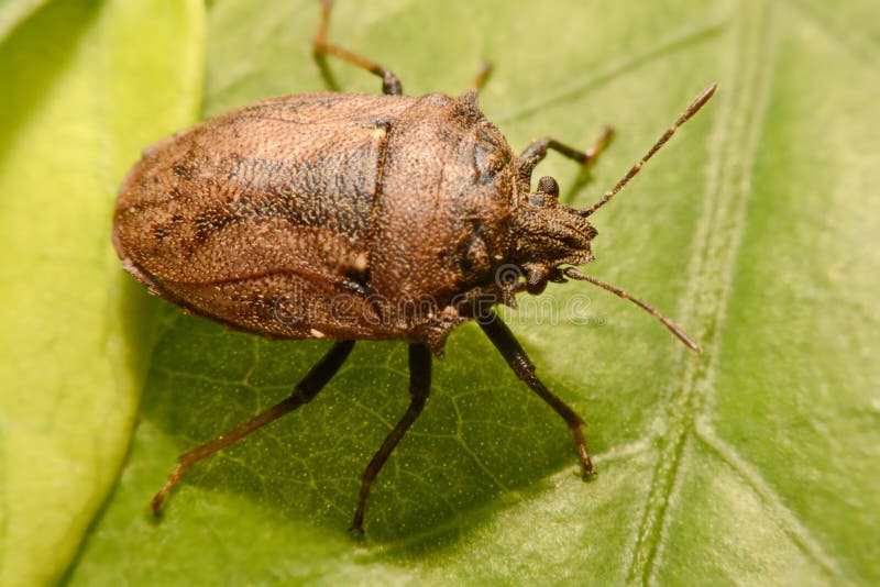 Extreme Close Up Shield Bug or Stink Bug Brown on Plant Stock Image ...