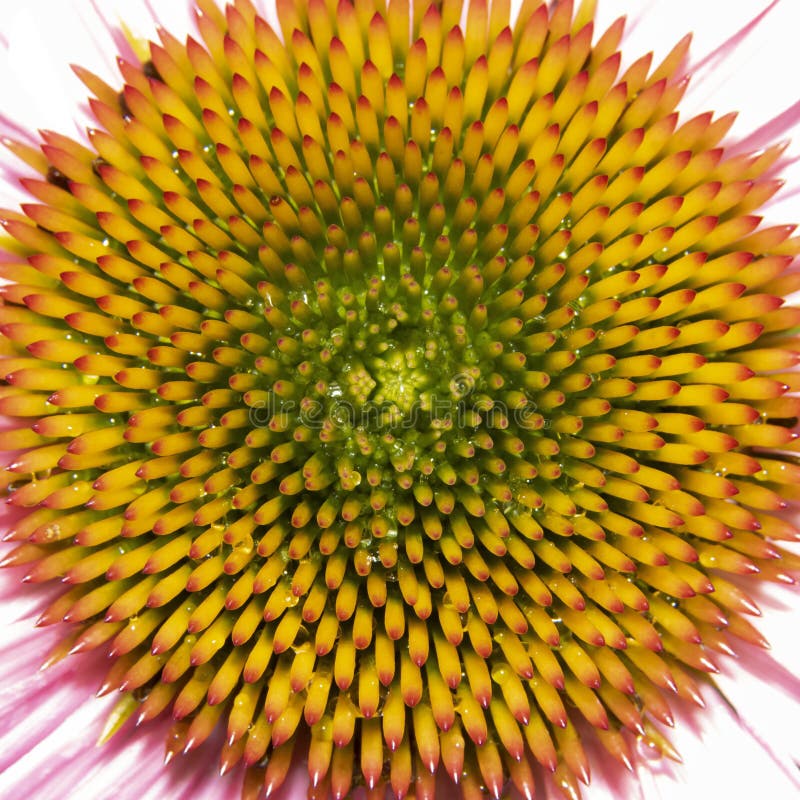 Extreme Close Up Shot of Cone Flower Details Stock Photo - Image of ...