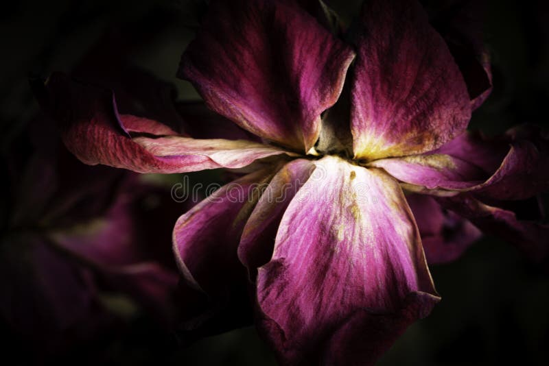 A Macro Shot of a Drying Red Rose Stock Photo - Image of background ...