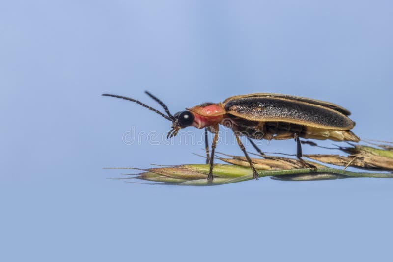 Extreme Close Up Shot of Fire Fly on the Plant Stock Image - Image of ...