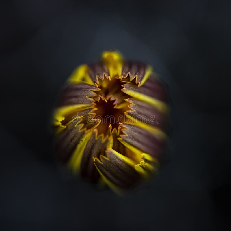 Extreme Close-up Shot of Flower Stock Photo - Image of garden, climate ...