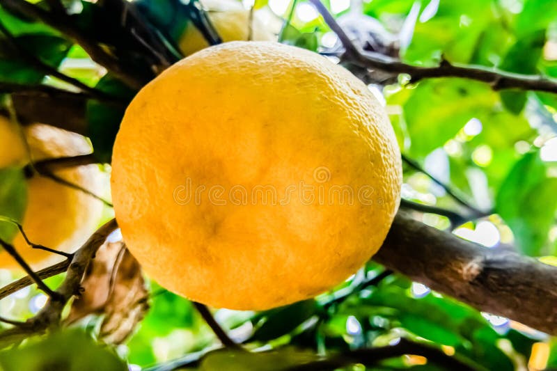Extreme Close Up Shot of Ripe Pomelo Fruit Hanging from the Tree with ...