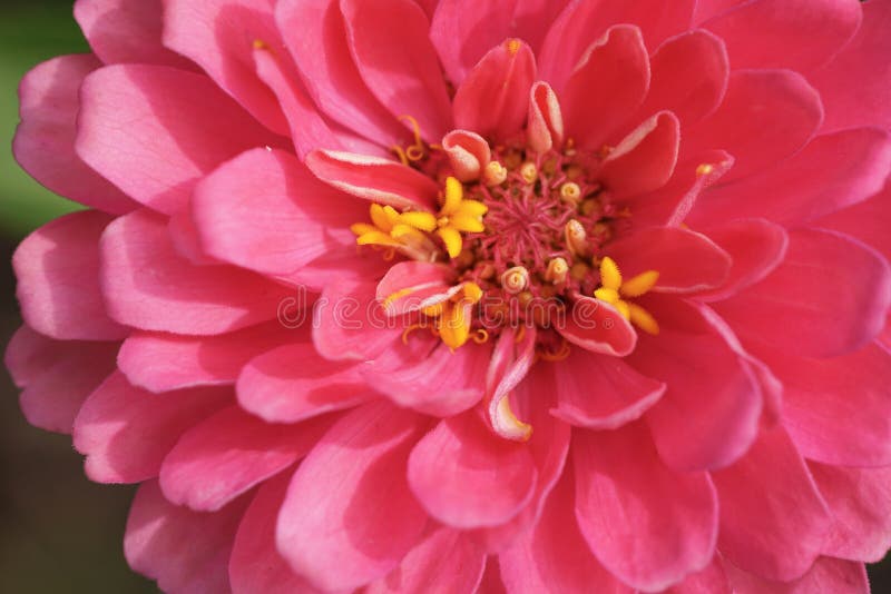Extreme Close Up Shot of Zinnia Flower Stock Photo - Image of blossom ...