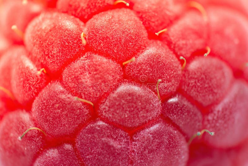 Extreme Close Up Showing the Texture of a Ripe Raspberry Fruit Stock ...