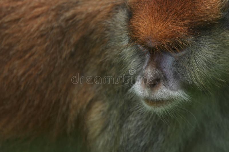 Extreme Close Up of a Barbary Macaque Monkey Looking Down with a ...